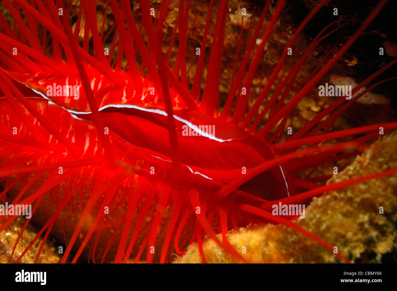 Lima wildlife hi-res stock photography and images - Alamy