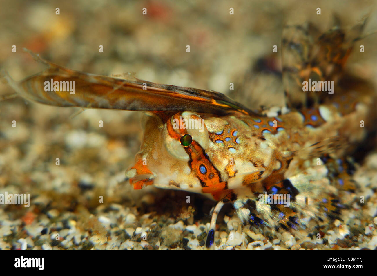 Fingered Dragonet, Dactylopus dactylopus, Lembeh Strait, North Sulawesi ...