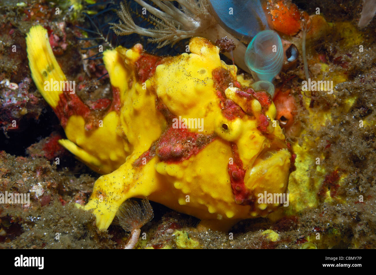 Yellow warty frogfish antennarius maculatus hi-res stock photography ...