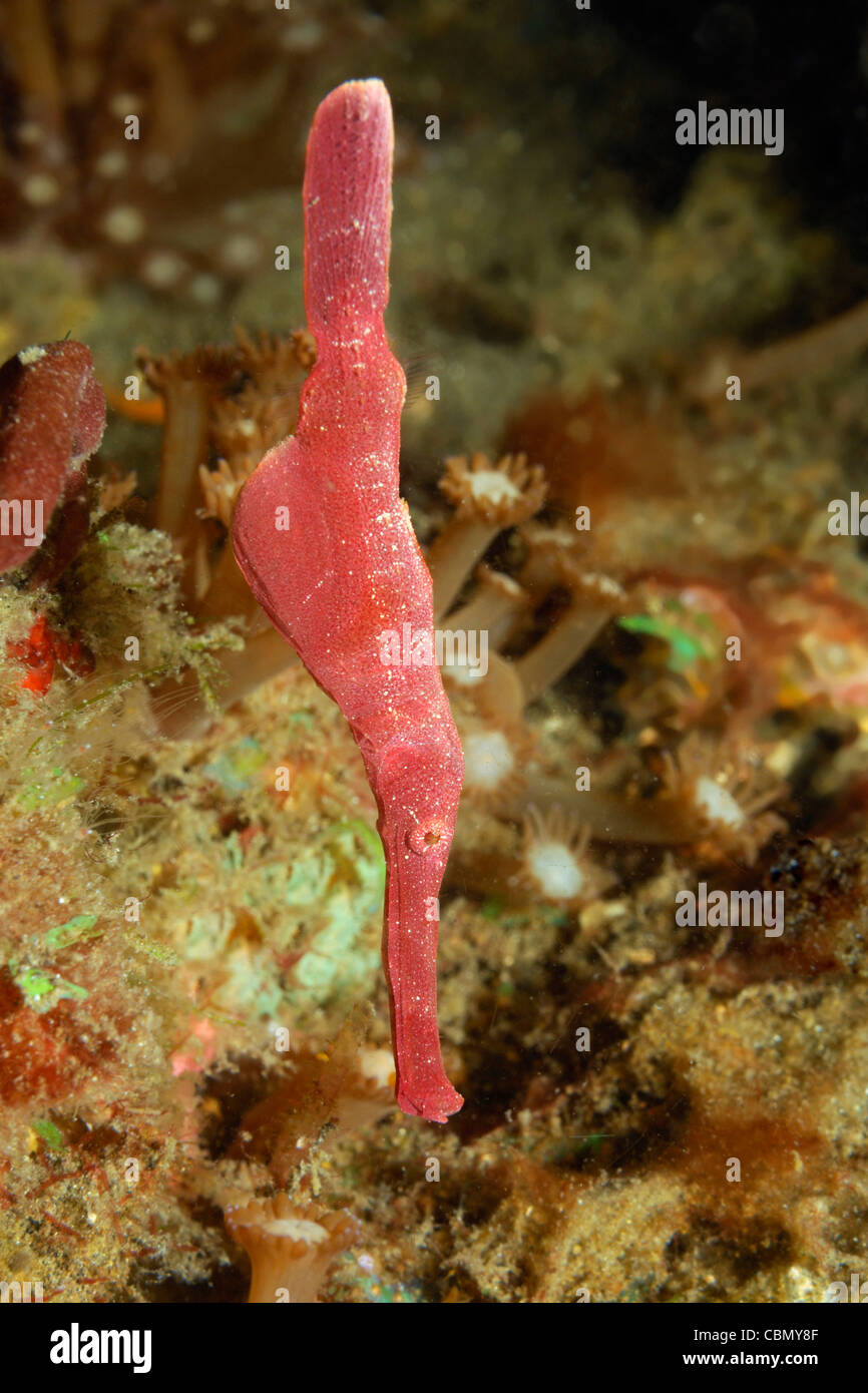 Red sea pipefish hi-res stock photography and images - Alamy