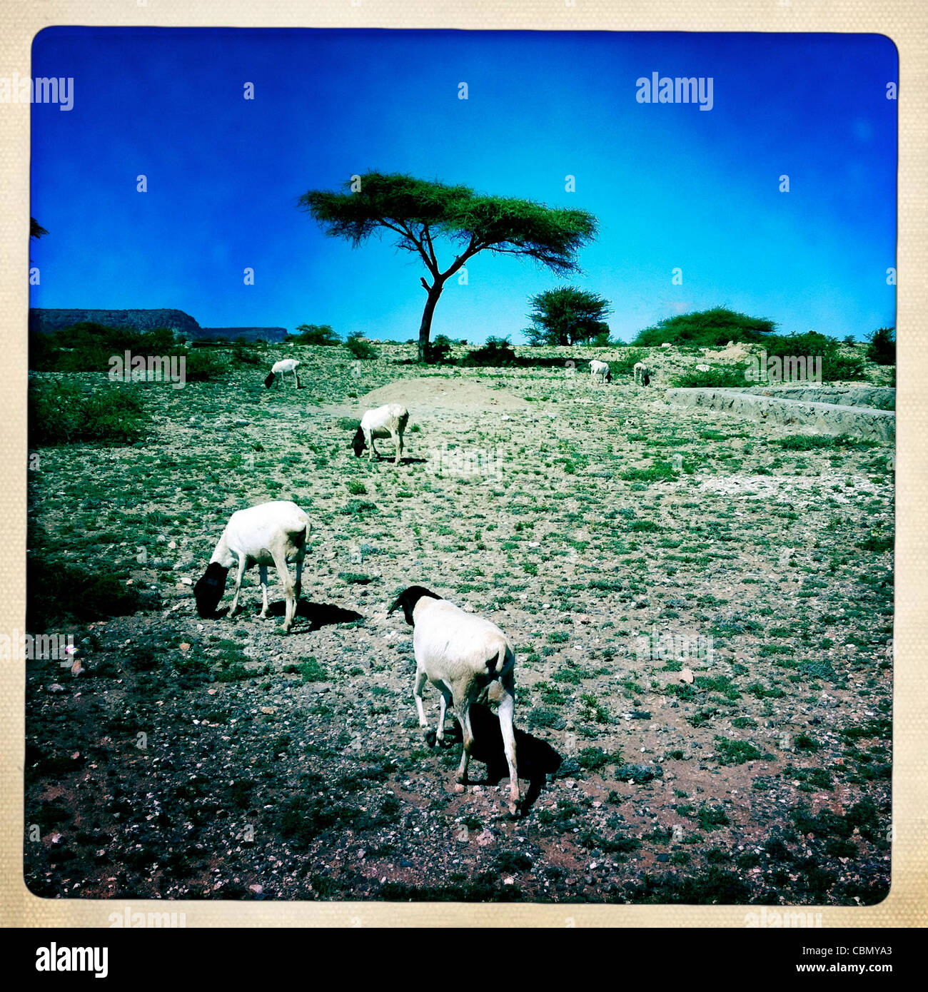 Arid land hi-res stock photography and images - Alamy