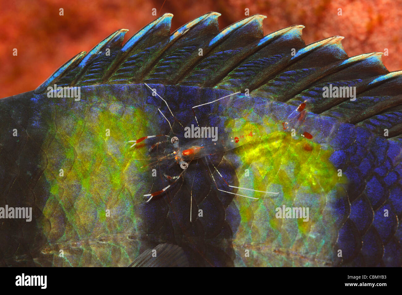 Cleaner Shrimp on Sergeant Damsel, Periclimenes sp., Lembeh Strait ...