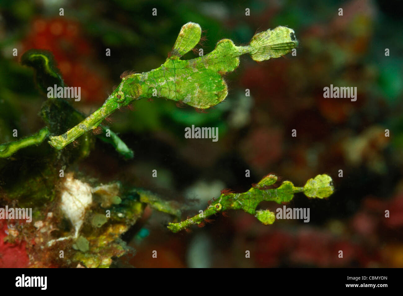 Halimeda hi-res stock photography and images - Alamy