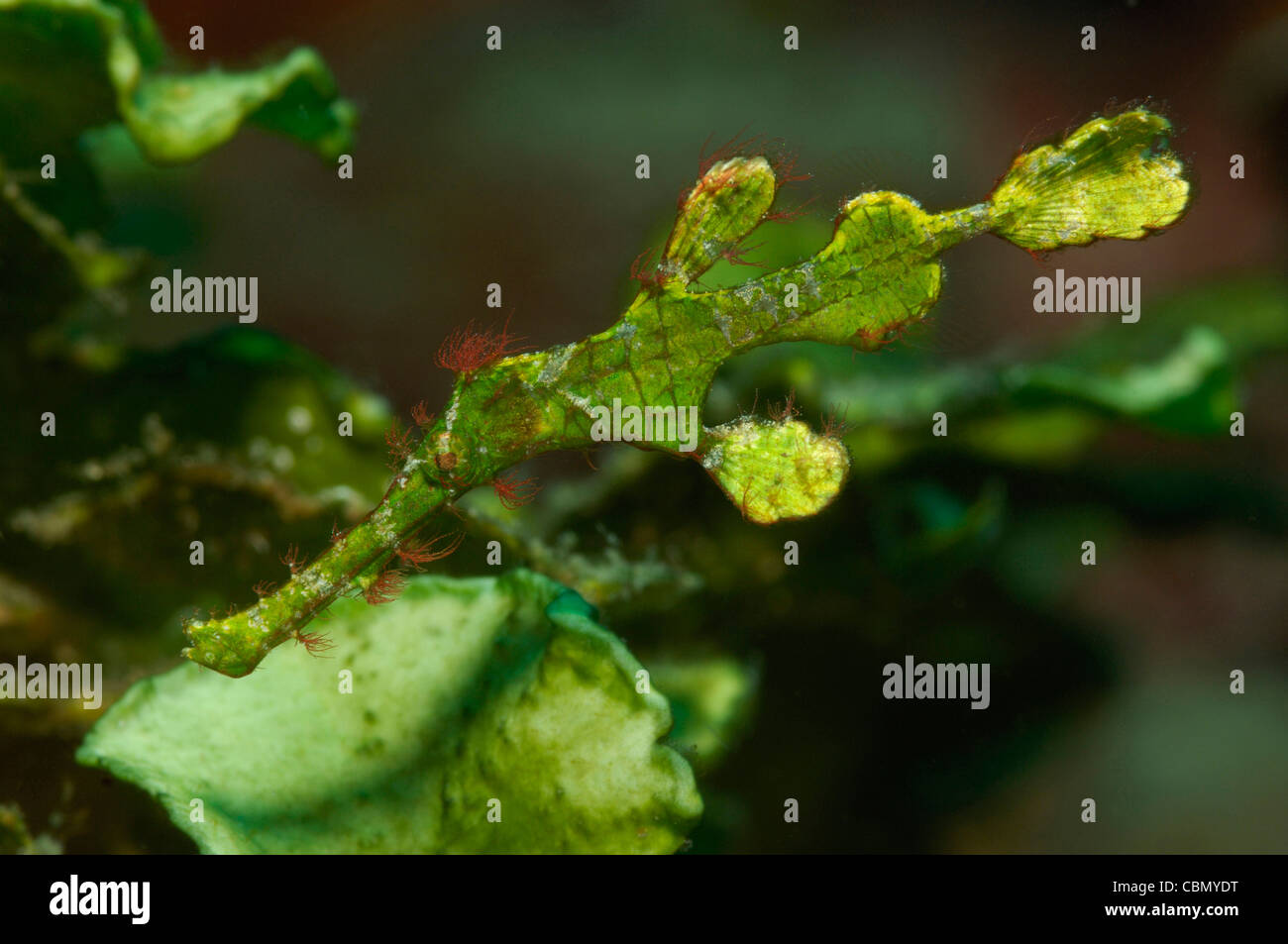 Halimeda hi-res stock photography and images - Alamy