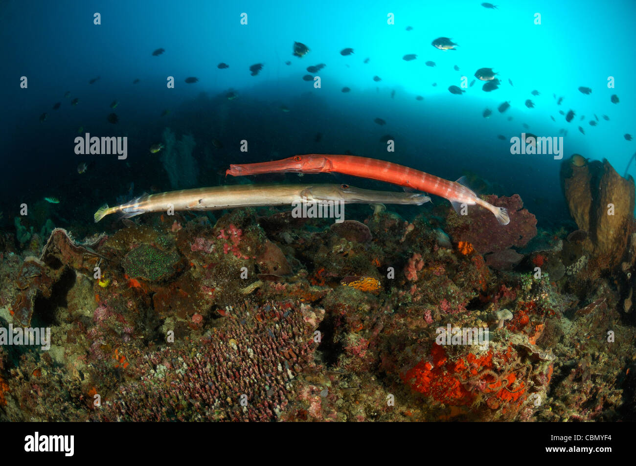 Pair of Trumpetfish, Aulostomus chinensis, Lembeh Strait, North ...