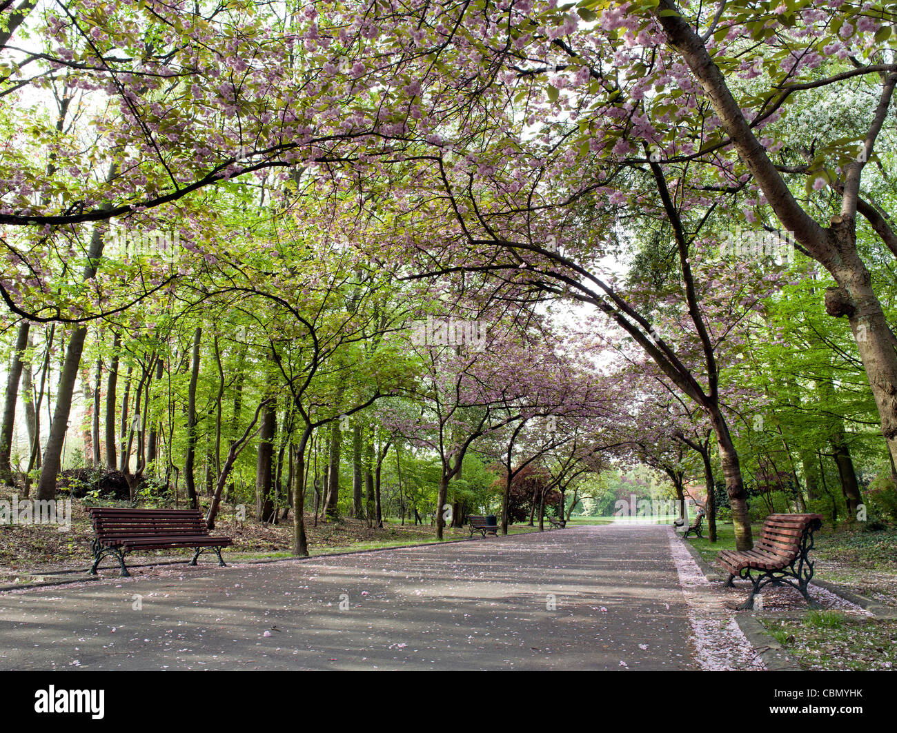 Tree lined garden hi-res stock photography and images - Alamy