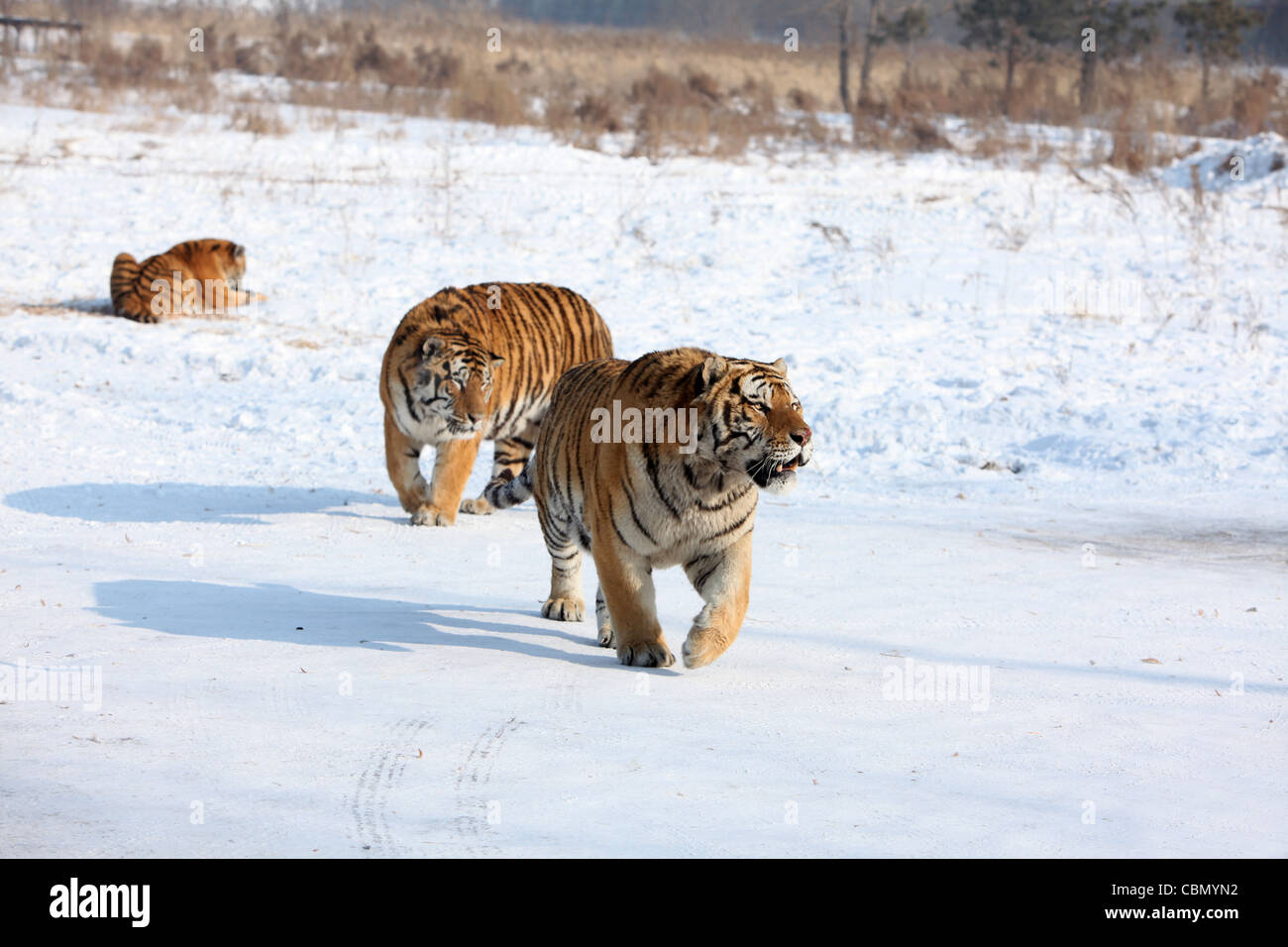 Siberian Tiger, Harbin, China Stock Photo - Alamy