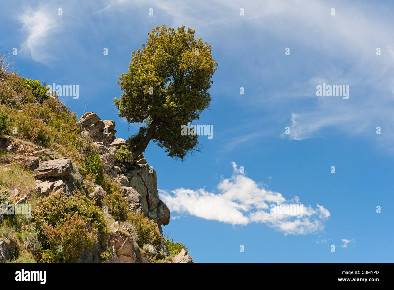 Overhanging tree hi-res stock photography and images - Alamy