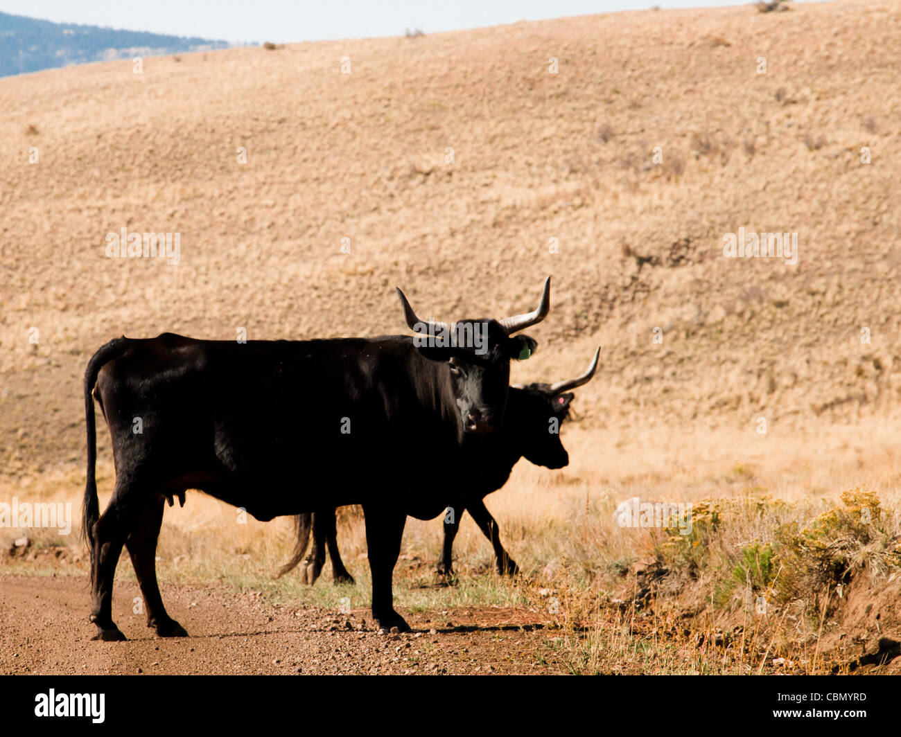 Small group of domestic cattle walking across the grassy field in ...