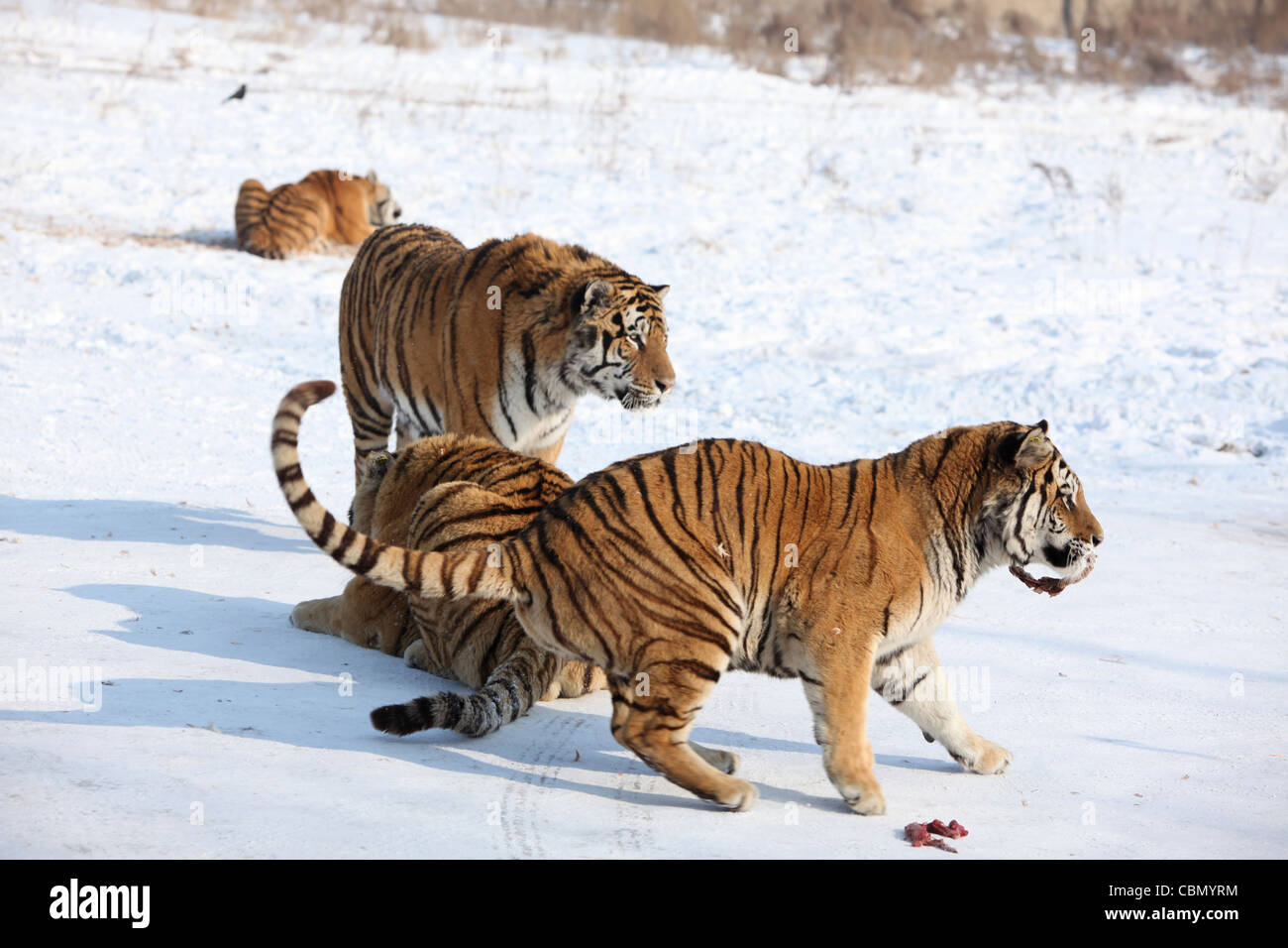 Siberian Tiger, Harbin, China Stock Photo - Alamy