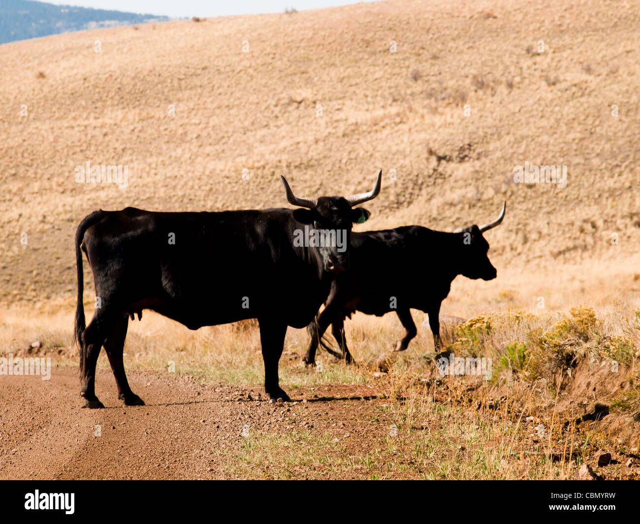 Small group of domestic cattle walking across the grassy field in ...