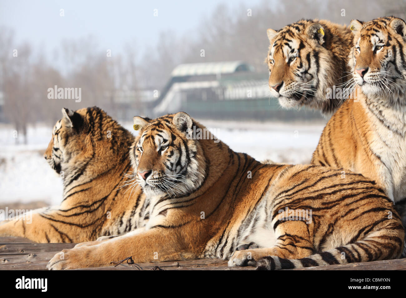 Siberian Tiger, Harbin, China Stock Photo - Alamy
