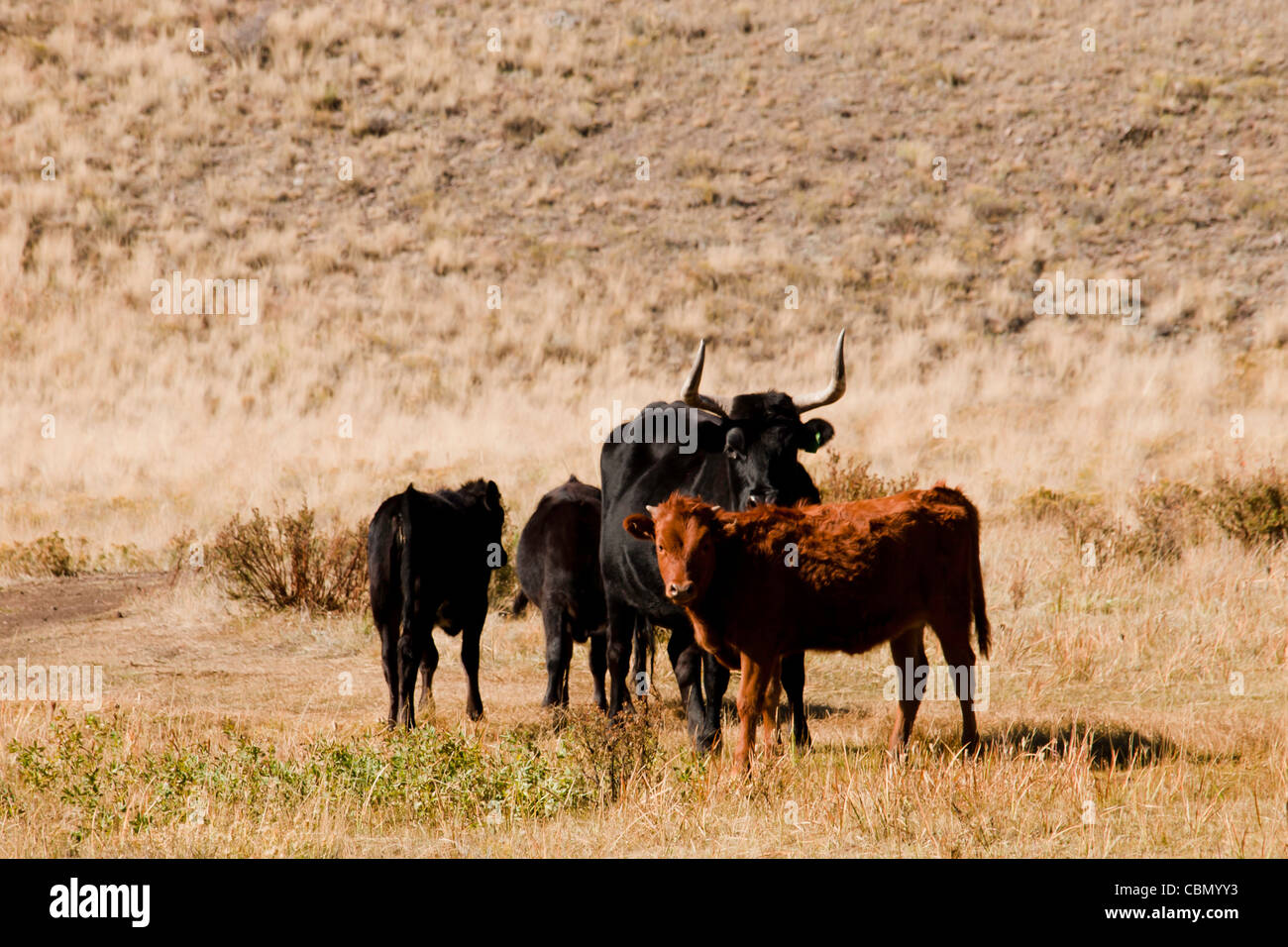Small group of domestic cattle walking across the grassy field in ...