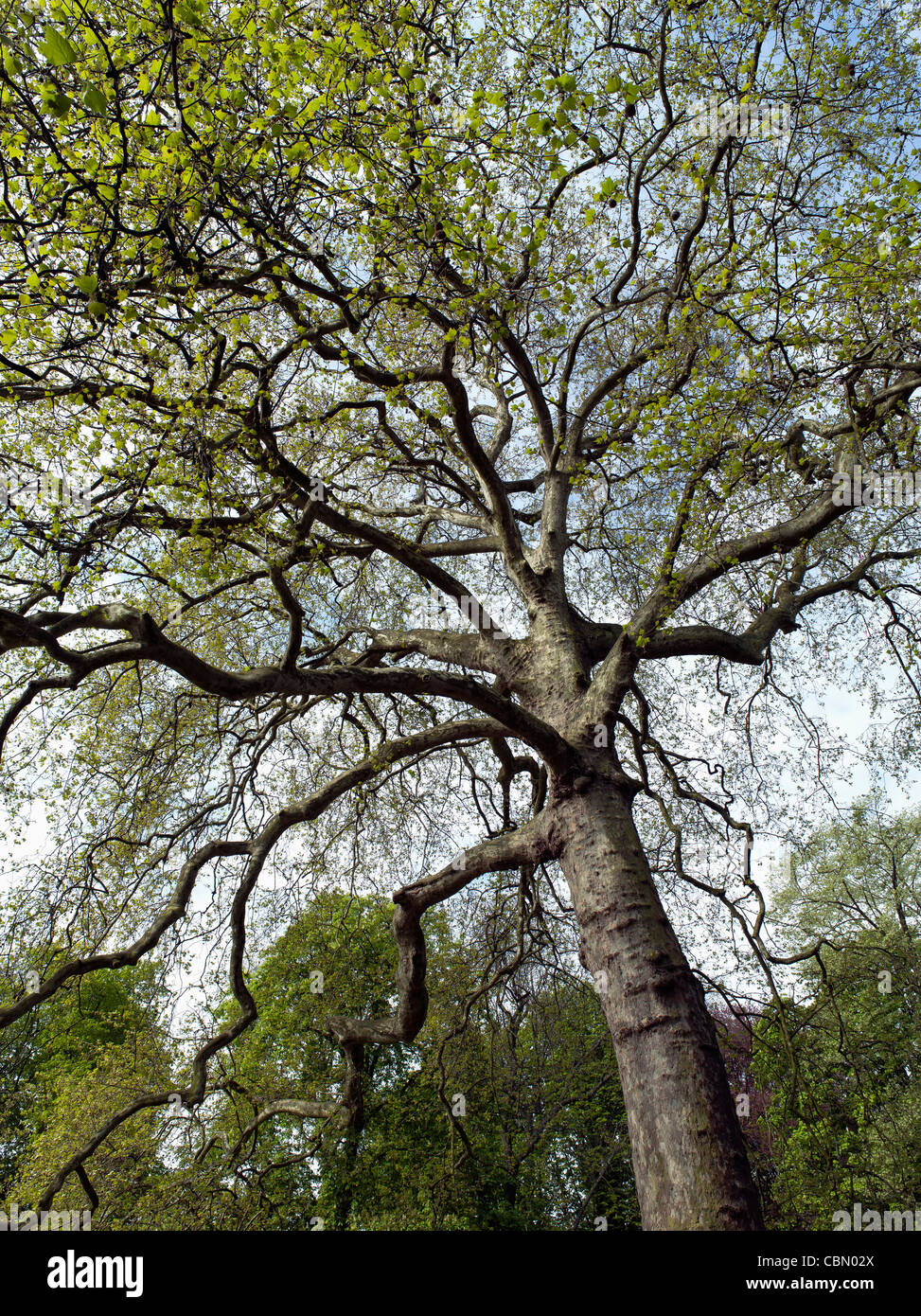 TREE in a public garden Stock Photo - Alamy