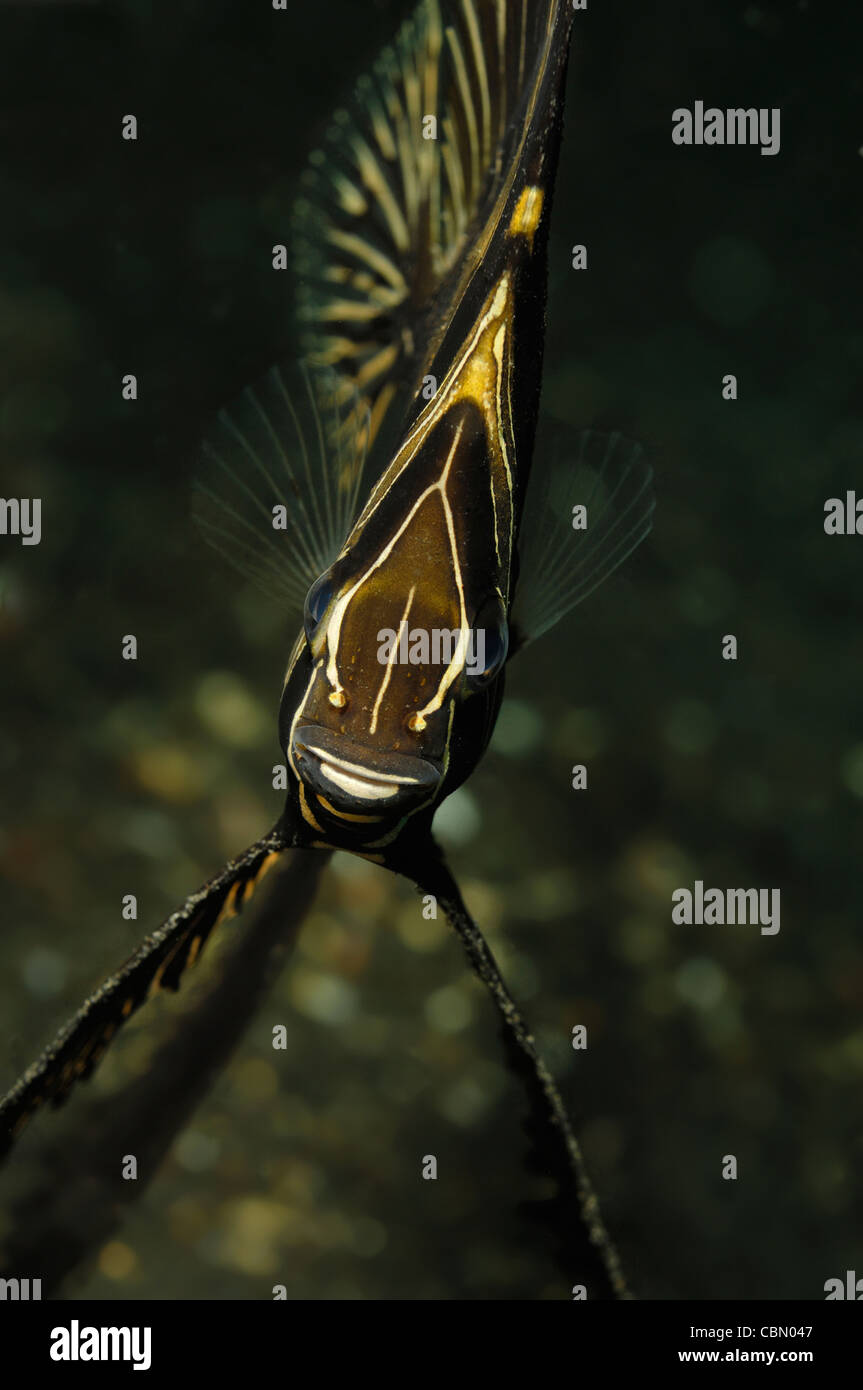 Juvenile batfishes hi-res stock photography and images - Alamy