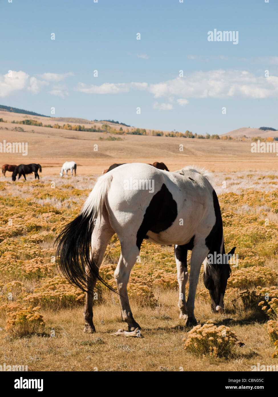 Horses grazing in the field Stock Photo - Alamy