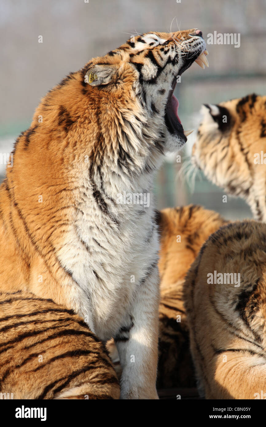 Siberian Tiger, Harbin, China Stock Photo - Alamy