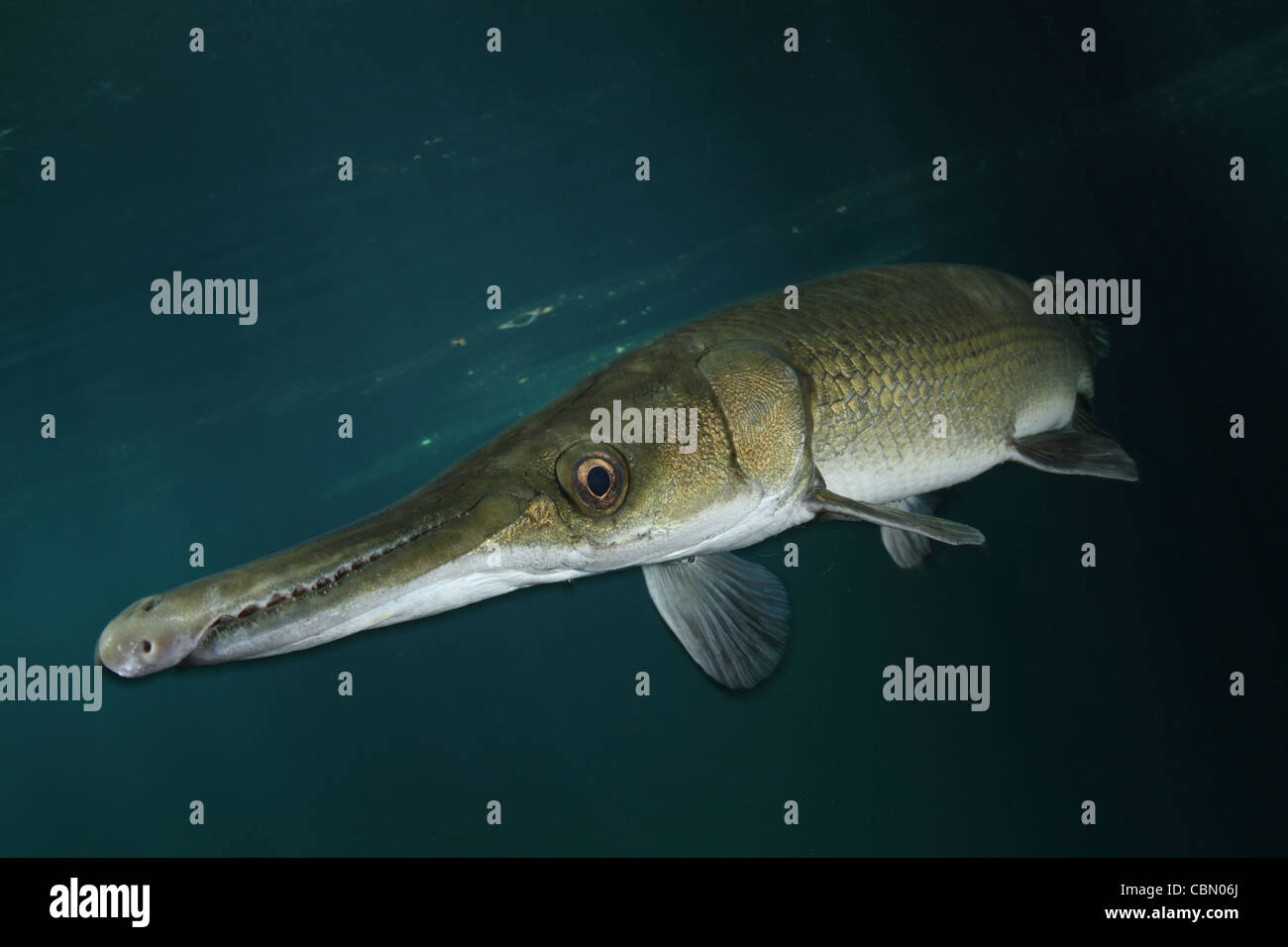 Lepisosteidae Stock Photos & Lepisosteidae Stock Images - Alamy