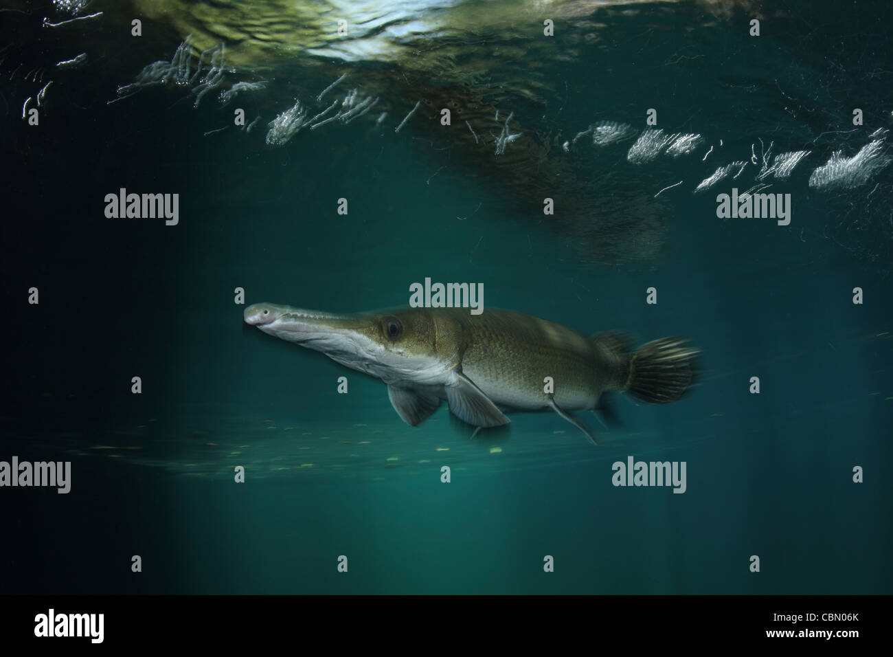 Cuban gar fish hi-res stock photography and images - Alamy