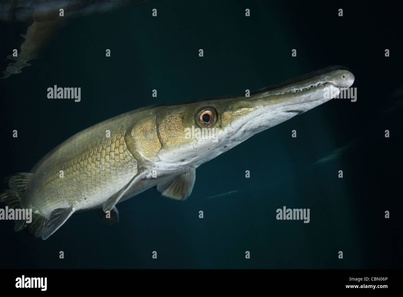 The gar hi-res stock photography and images - Alamy