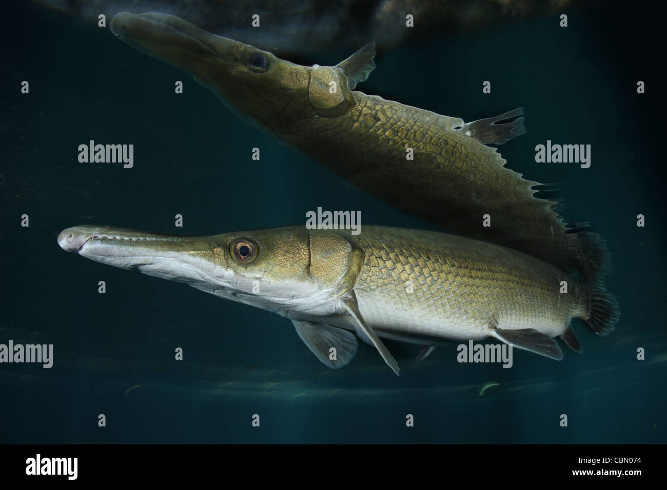 Cuban gar fish hi-res stock photography and images - Alamy