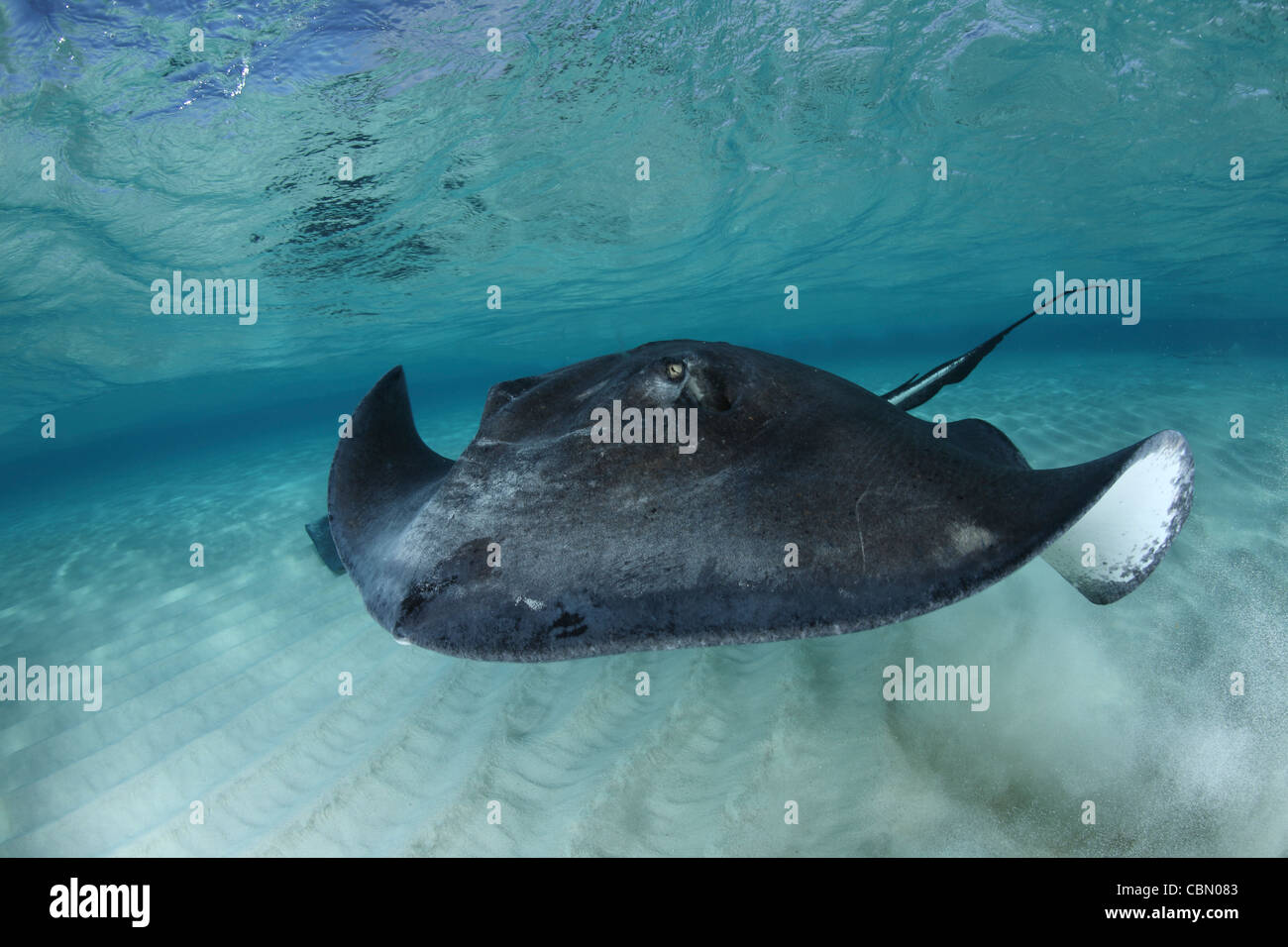 Sting ray city and cayman islands hi-res stock photography and images ...