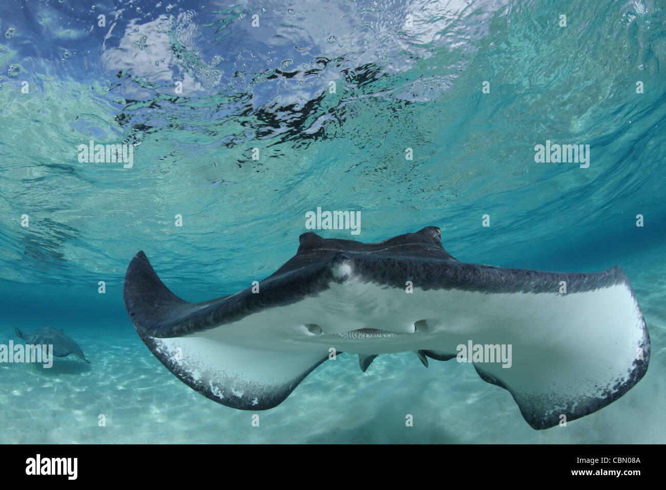 Dasyatis Americana Stock Photos & Dasyatis Americana Stock Images - Alamy