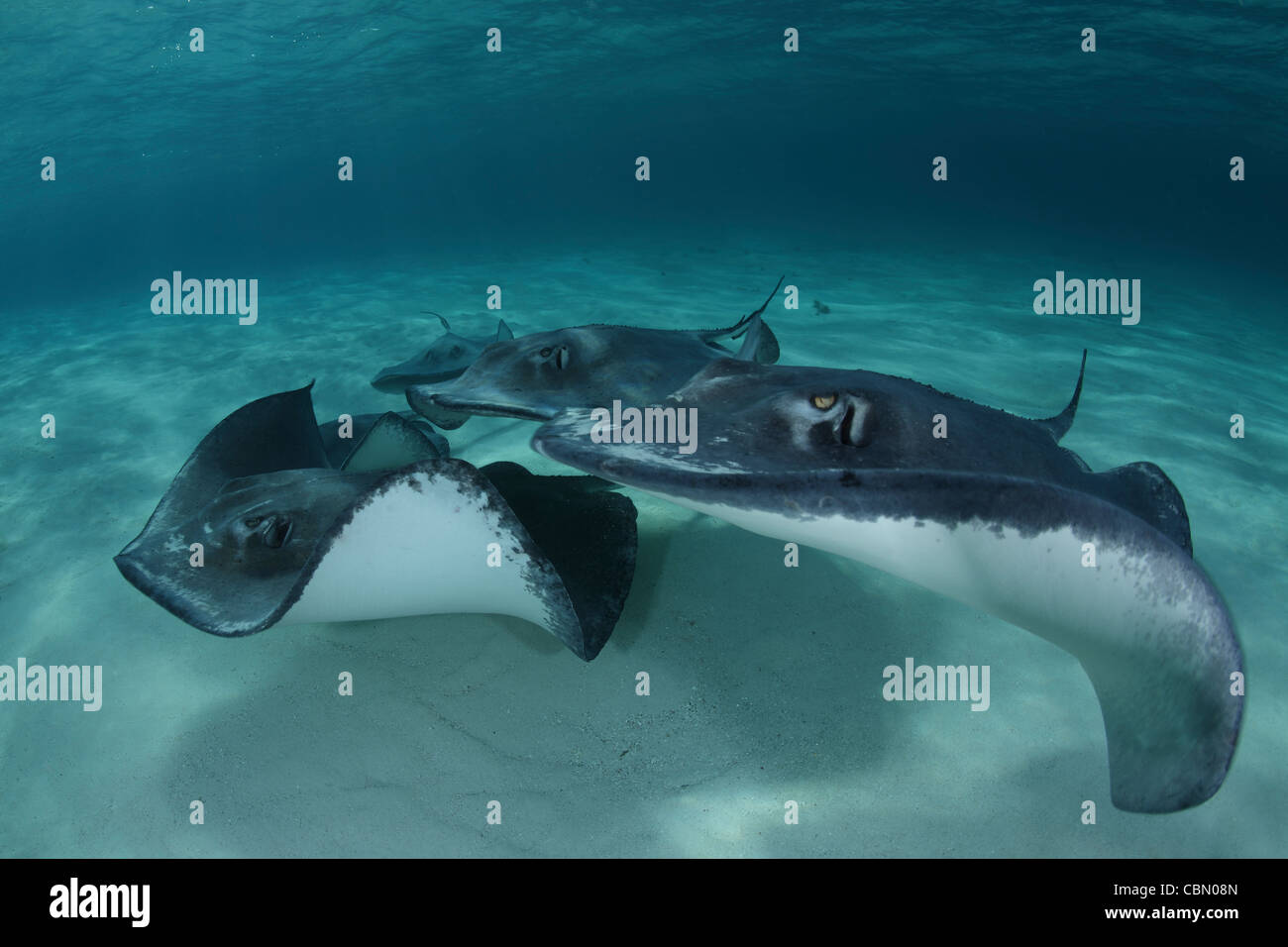 Stingray sandbar cayman islands hi-res stock photography and images - Alamy