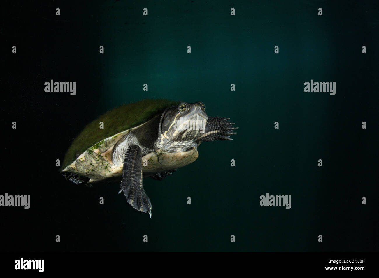 Cuban slider turtles hi-res stock photography and images - Alamy