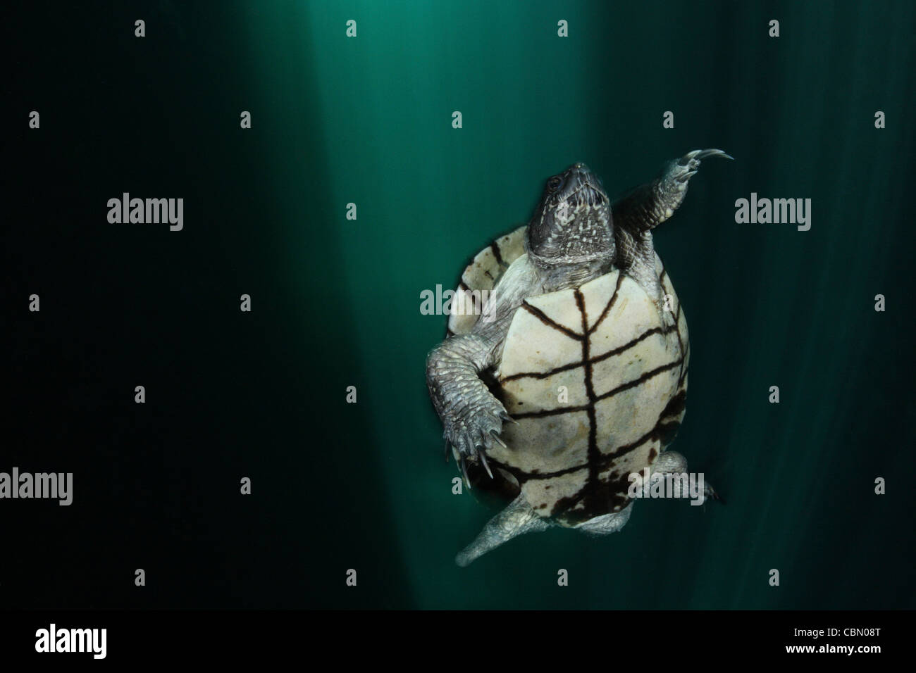 Cuba Marsh High Resolution Stock Photography and Images - Alamy