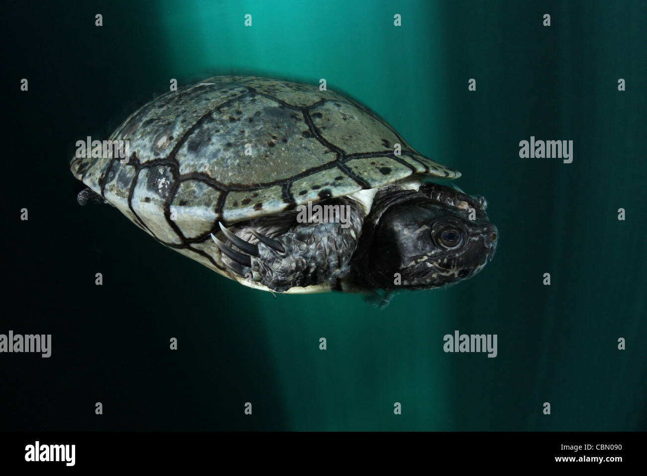 Cuba marsh hi-res stock photography and images - Alamy