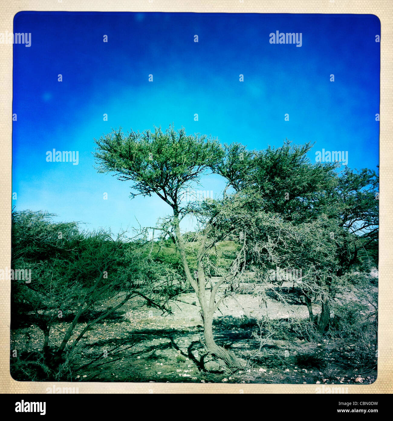 Distortion of nature hi-res stock photography and images - Alamy