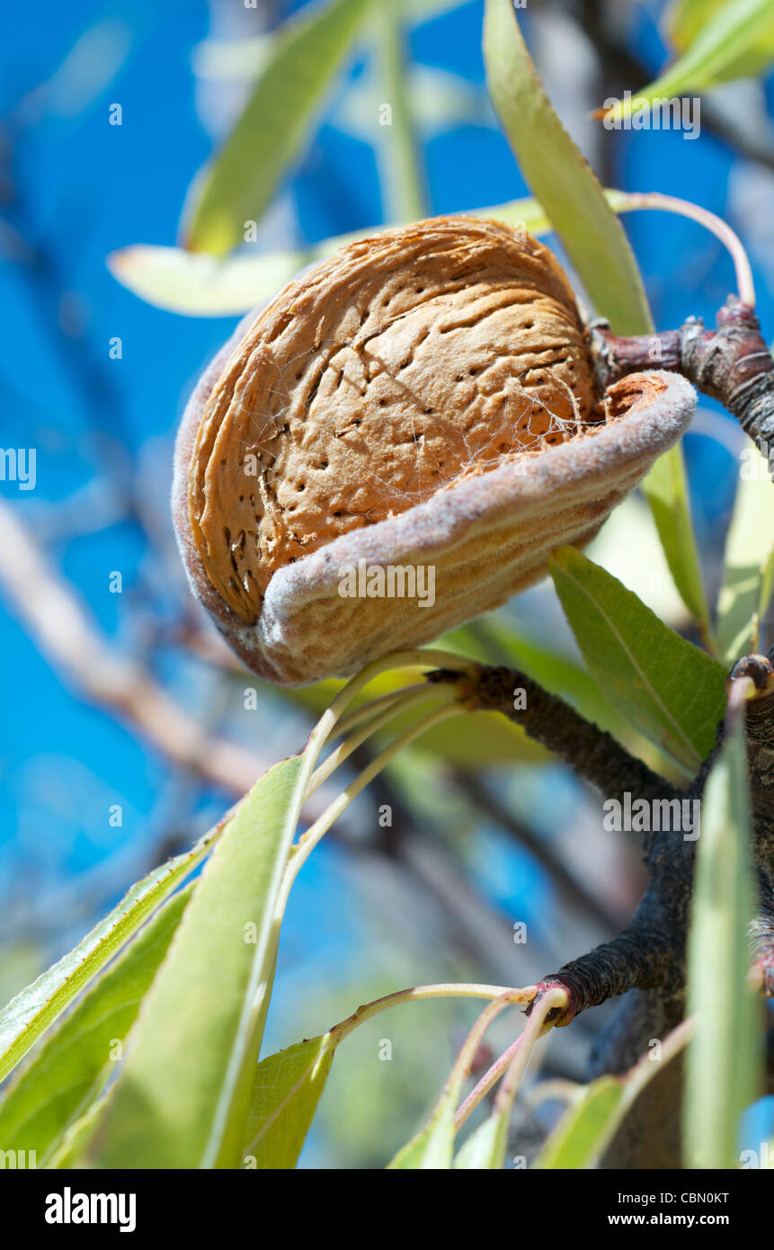 forefront of a nut hanging from a tree branch in Spain Stock Photo - Alamy