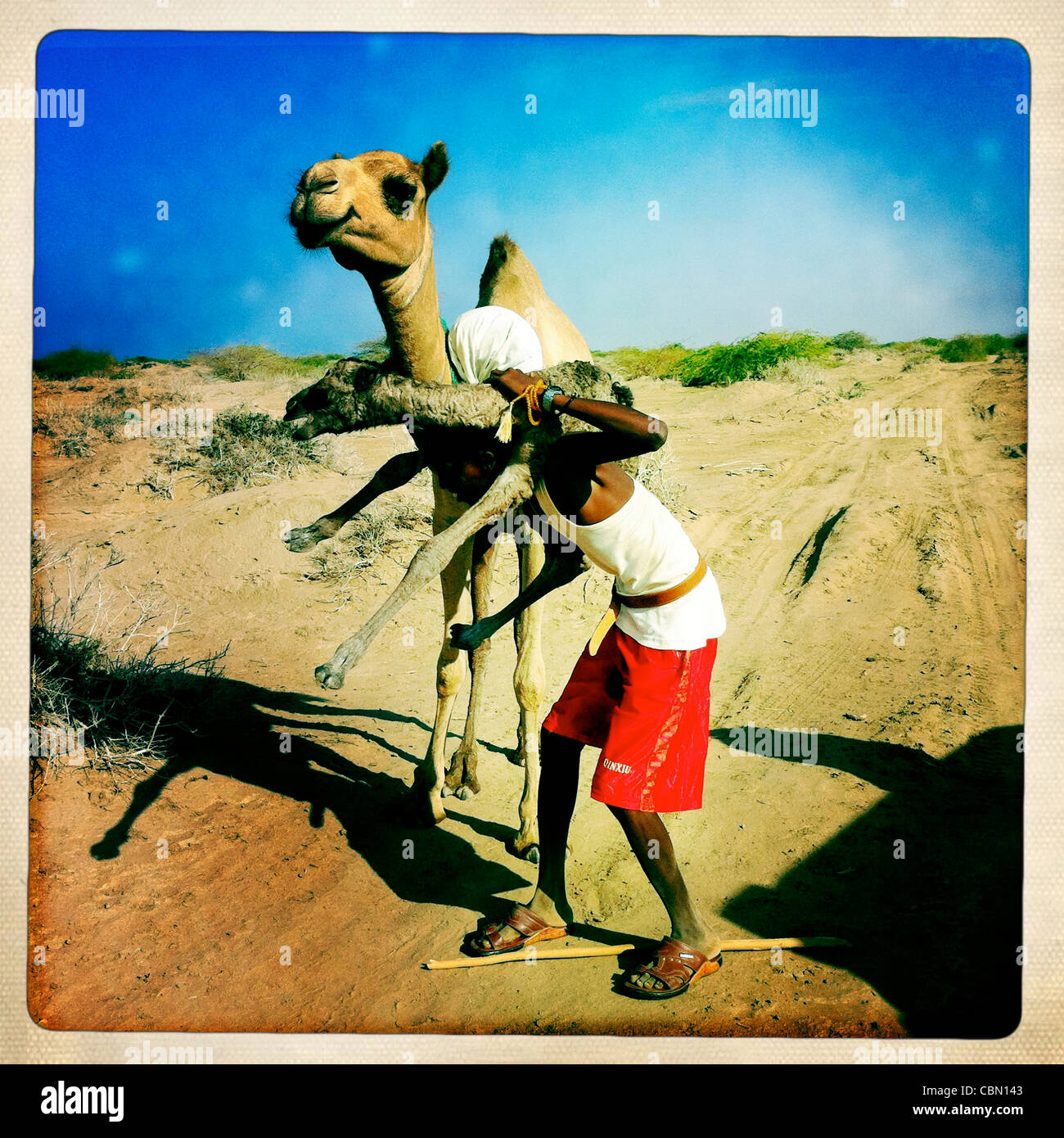 Herbivorous african somali som 3221 hi-res stock photography and images ...