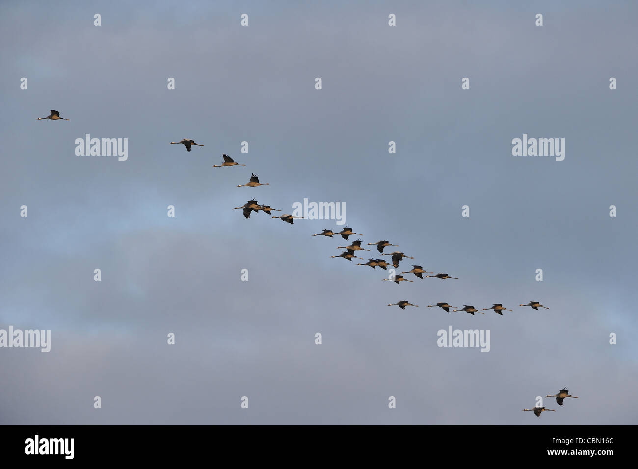 Common crane - European crane - Eurasian crane - Grey crane - Gray ...