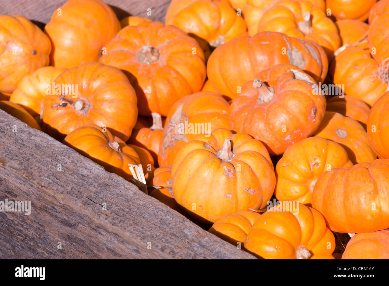 Ripe pumpkins on a sunny day Stock Photo - Alamy