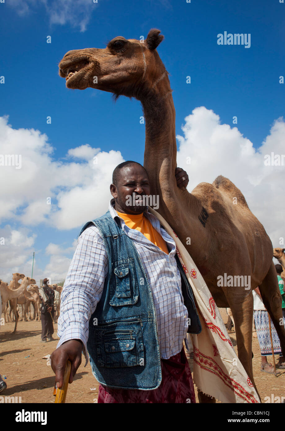 Livestock Market In Hargeisa Camel Trading One Man And Camel Somaliland ...