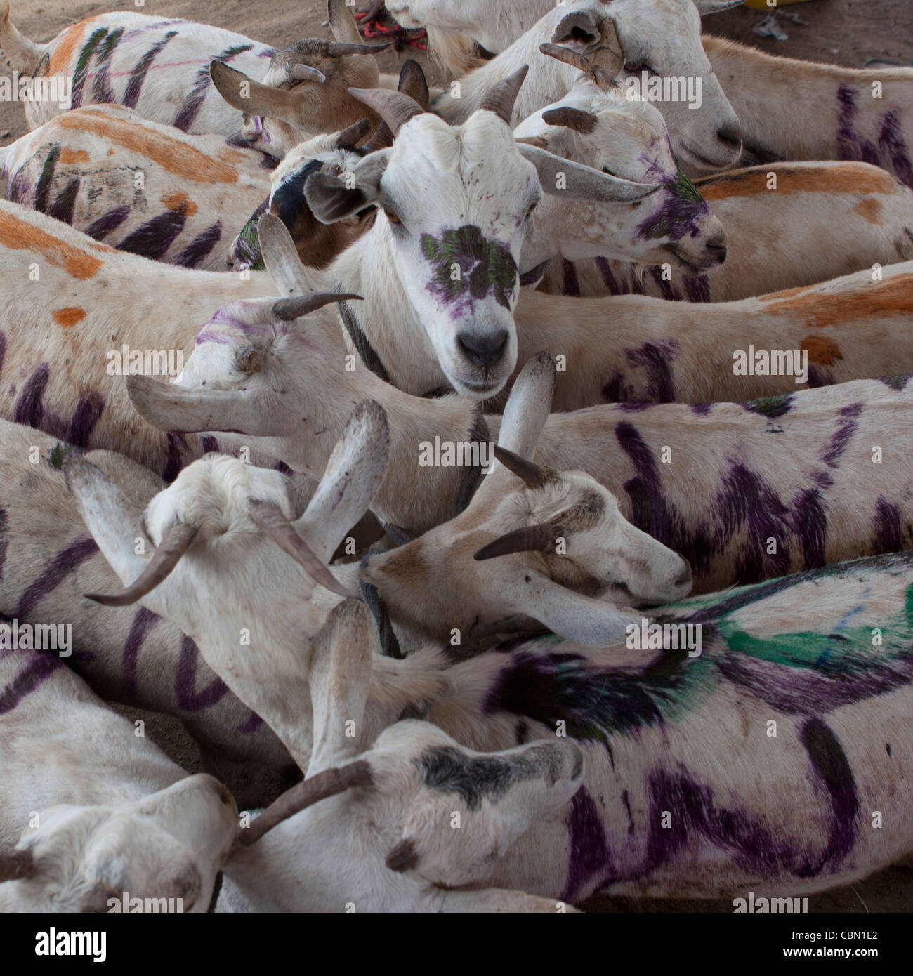 Herbivorous painted outdoors exterior color sheep ewe flock goat ...