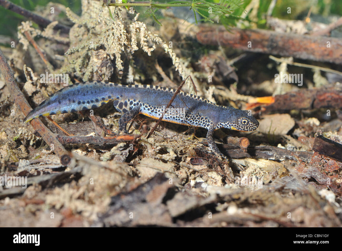 Alpine newt triturus alpestris hi-res stock photography and images - Alamy