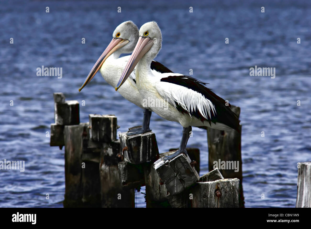 Australian birds photo hi-res stock photography and images - Alamy