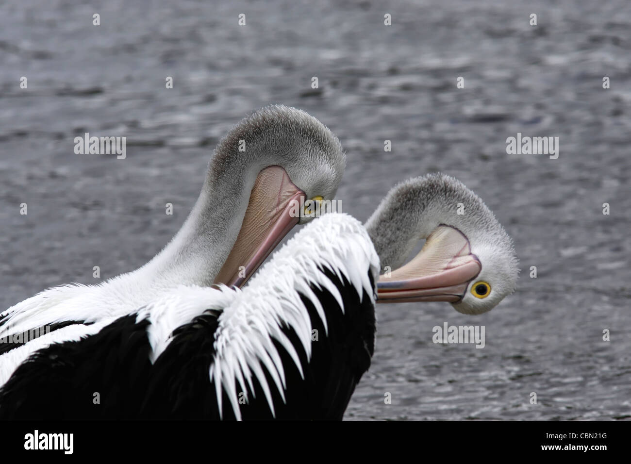 Australian birds preening hi-res stock photography and images - Alamy
