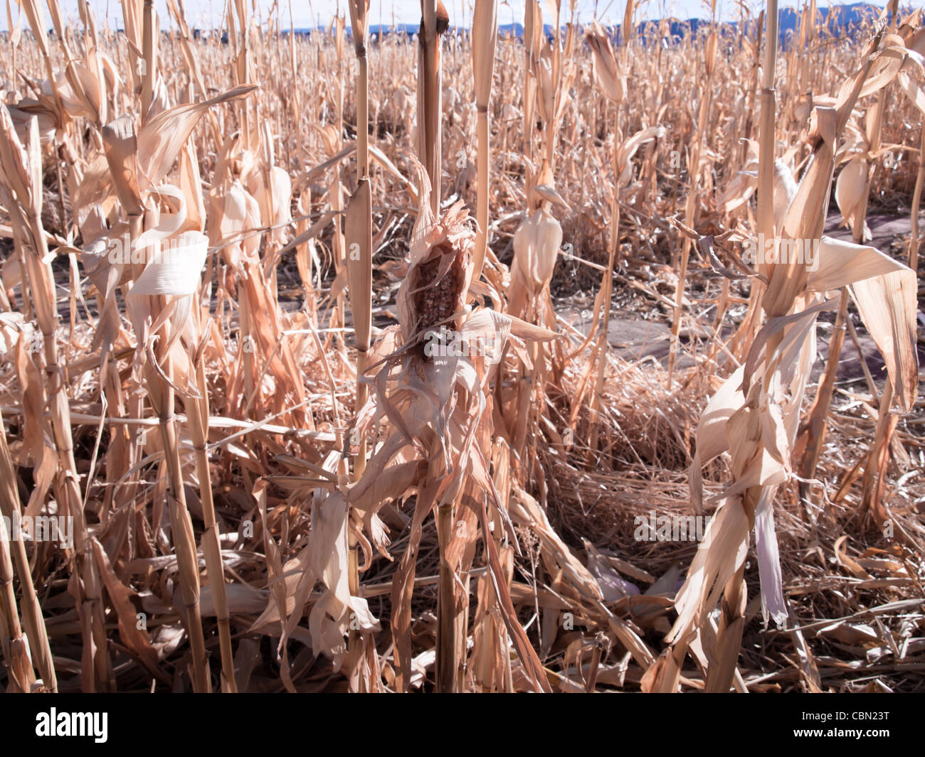 Farm field of dry corn in fall in Colorado Stock Photo - Alamy