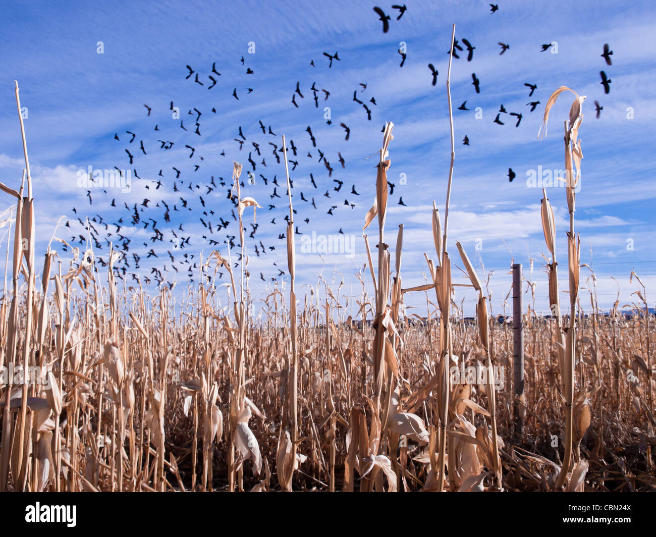 Crows flying above a corn field in autumn Stock Photo - Alamy
