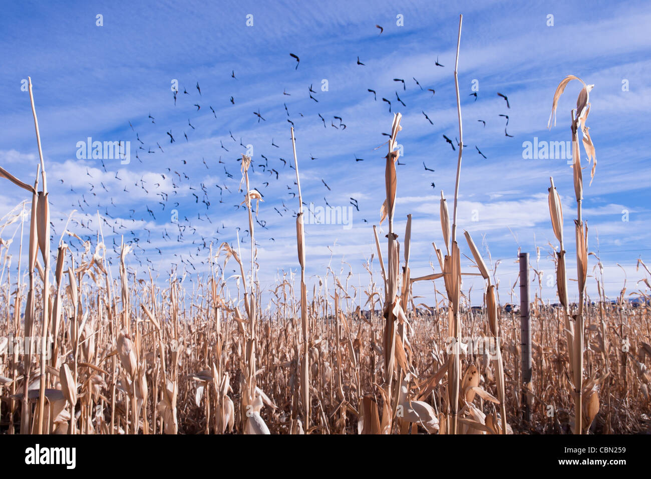 Crows flying above a corn field in autumn Stock Photo - Alamy