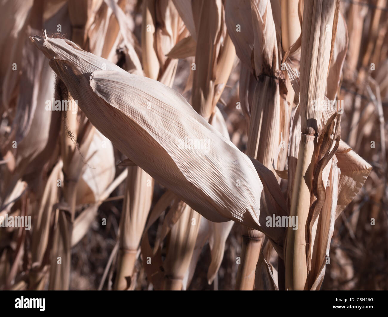 Farm field of dry corn in fall in Colorado Stock Photo - Alamy