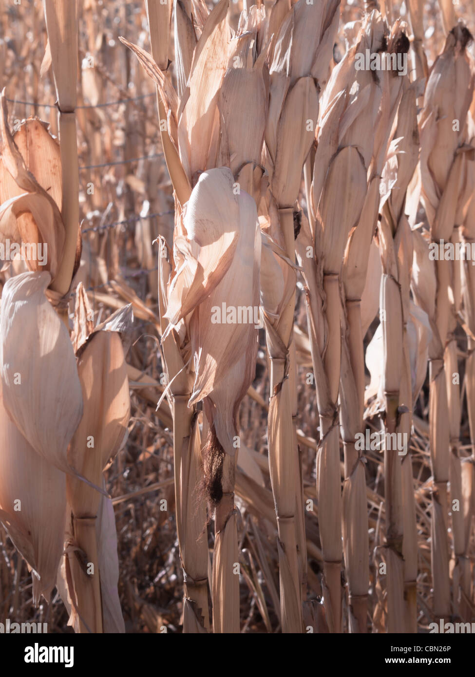 Farm field of dry corn in fall in Colorado Stock Photo - Alamy