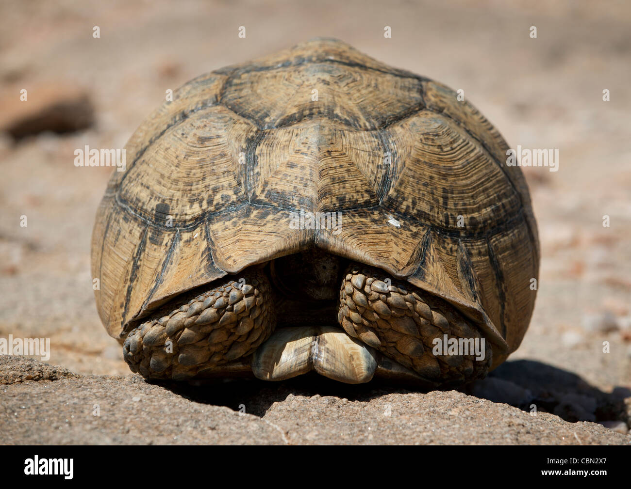Land Turtle Head In The Shell On Rocky Ground, Somaliland Stock Photo ...