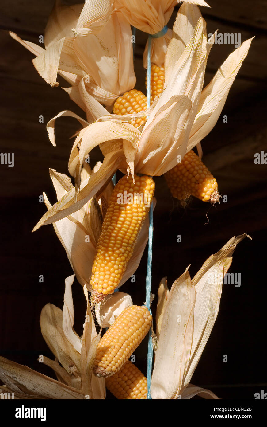 Harvested Corn with Husk Drying in Autumn Sunshine Stock Photo - Alamy