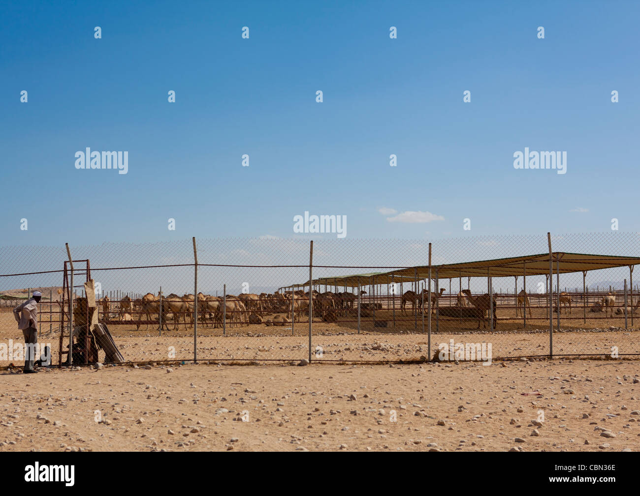 Berbera Camel Farm Somaliland Stock Photo - Alamy
