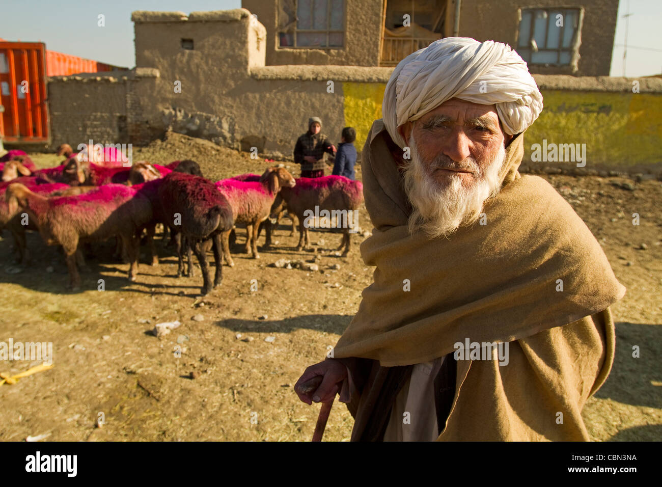 Herder brought sheep to Kabul for feast of sacrifice religous ceremony ...